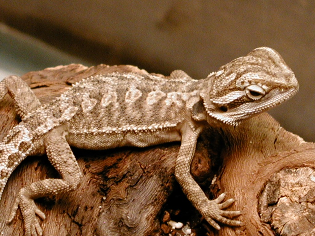 Bearded Dragon – Basic care | God's Creatures