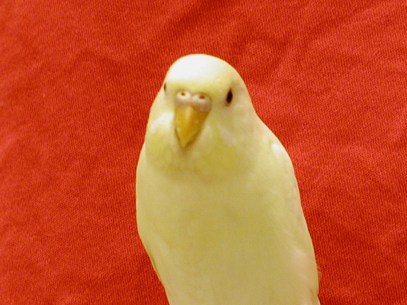 Parakeets – Basic Care | God's Creatures