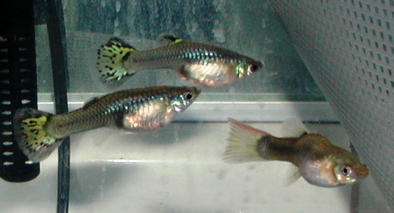 Guppy Fish – Basic Care & Breeding | God's Creatures