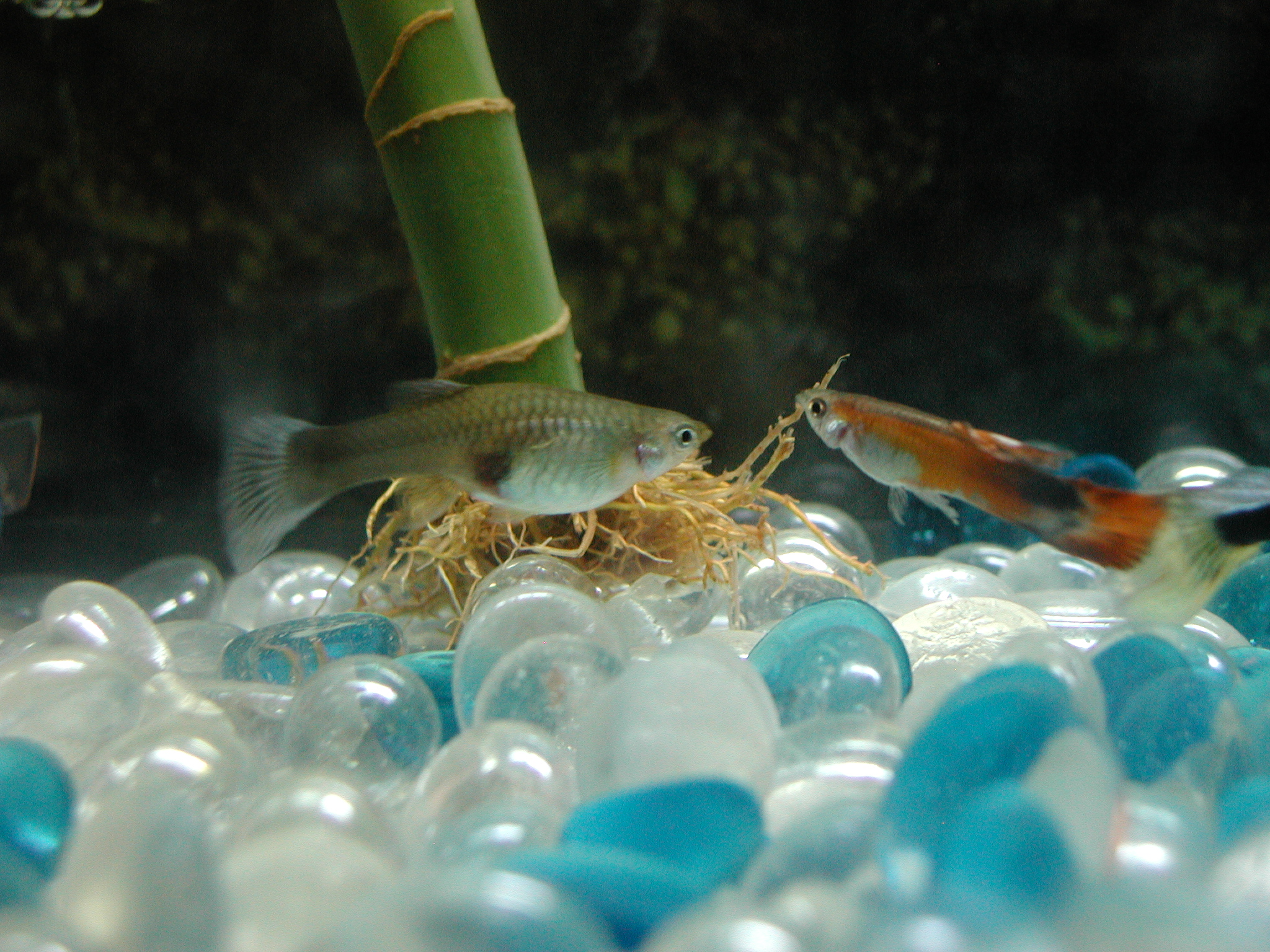 Guppy Fish – Basic Care & Breeding | God's Creatures